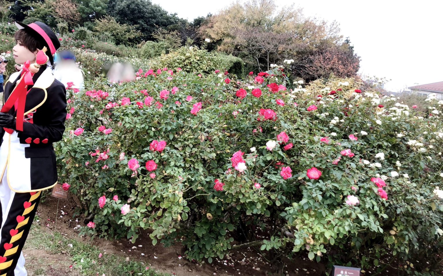 【第2回】JCF in 京成バラ園 イベント（コスプレ）｜Cospot media